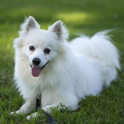 Male American Eskimo Dog Mix is available for adoption