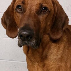 Male Redbone Coonhound is available for adoption